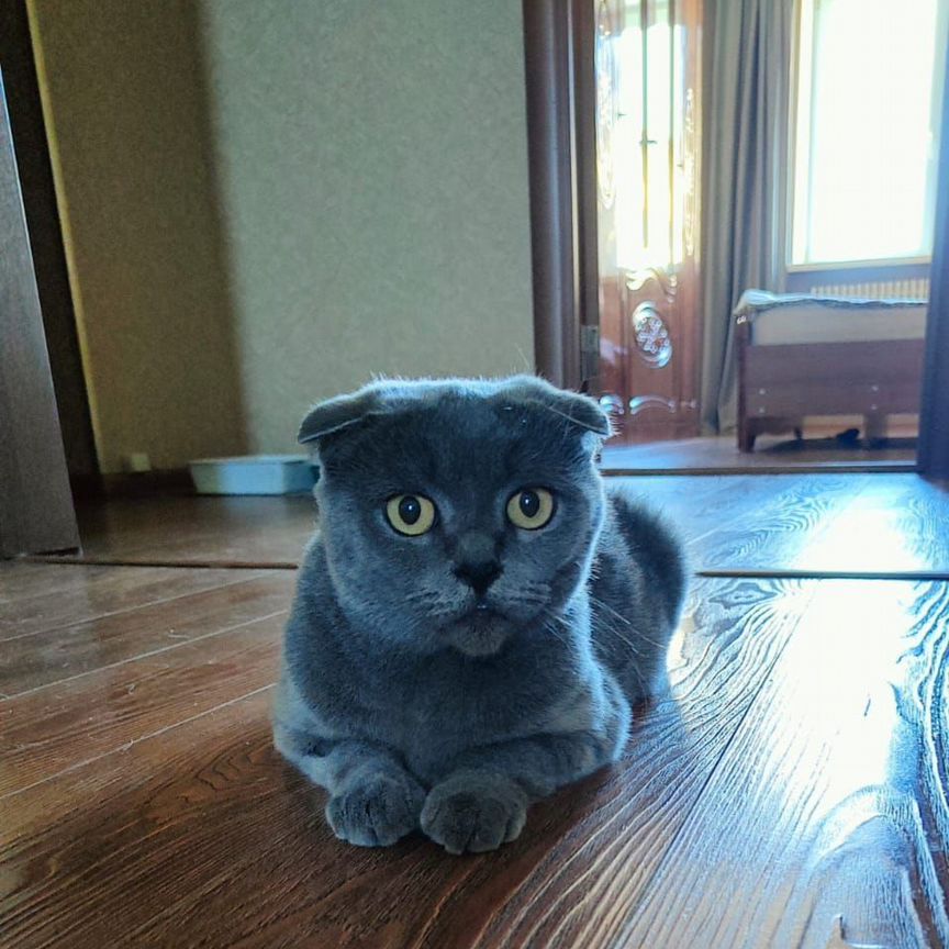 Вислоухая британка ищет дом