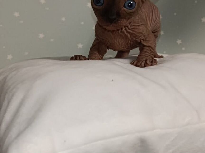 Продаю котёнка канадский сфинкс