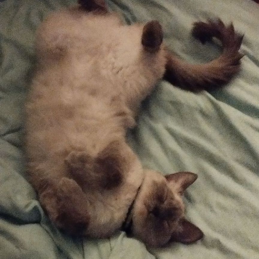 Тайская кошка