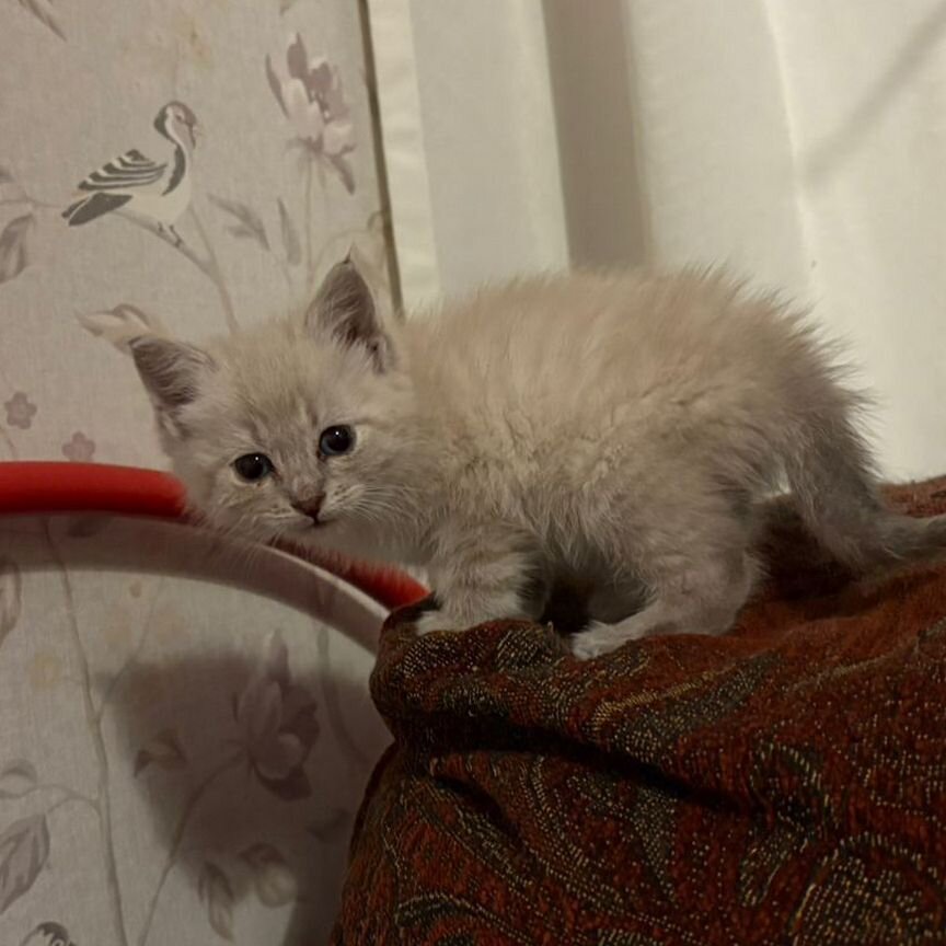 Сиамский котёнок