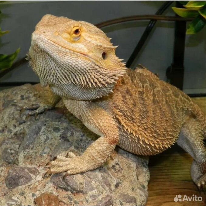 Бородатая агама