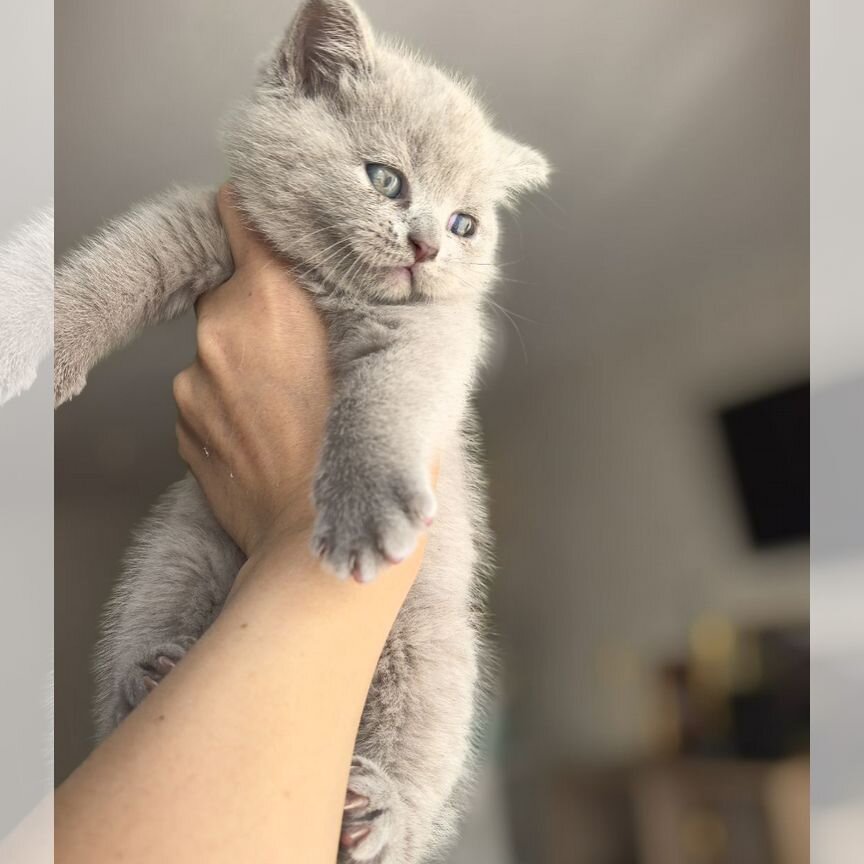 Шотландский прямоухий короткошёрстный котёнок