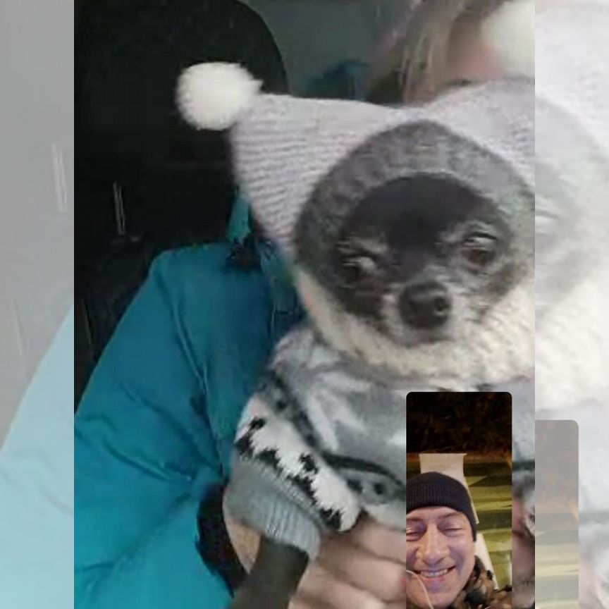 Чихуахуа, взрослая собака