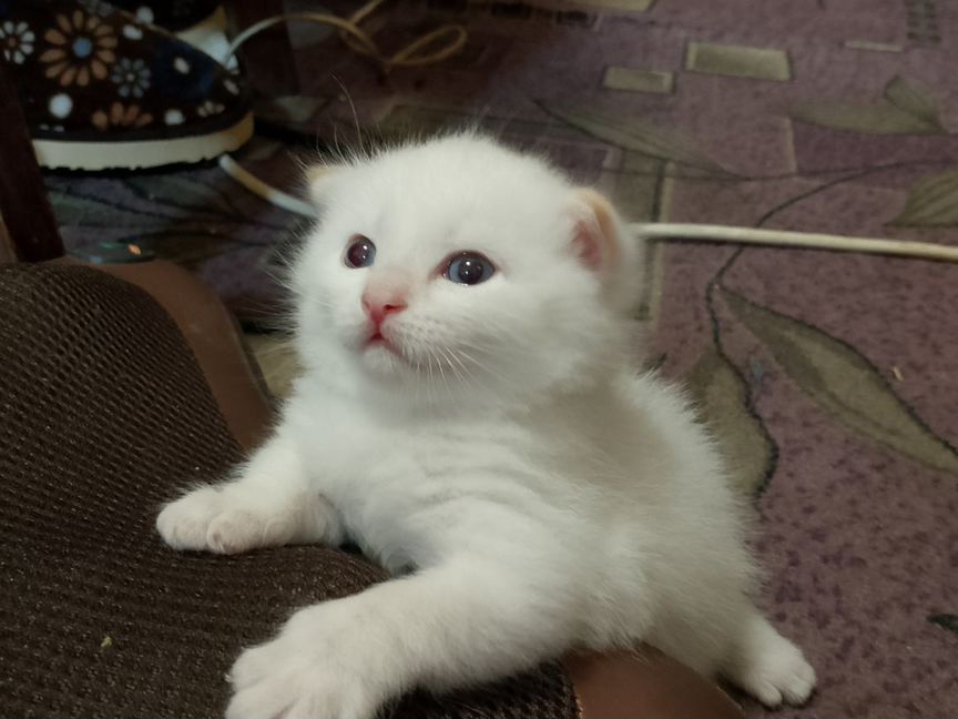 Кот породистый