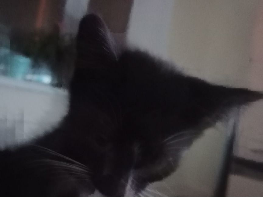 Найдёныш.маленький котенок симпотяжка ищет дом