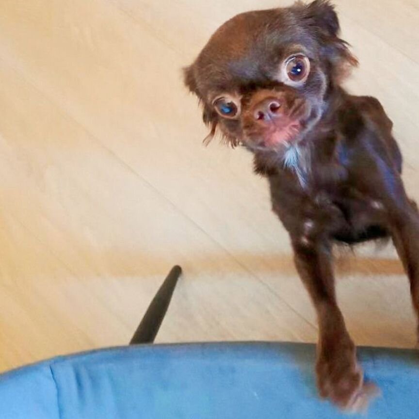 Продам собаку маленькую