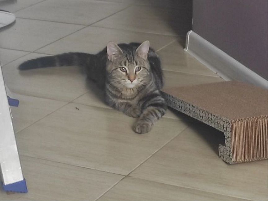 Котенок 7-8 месяцев. Хотят выбросить