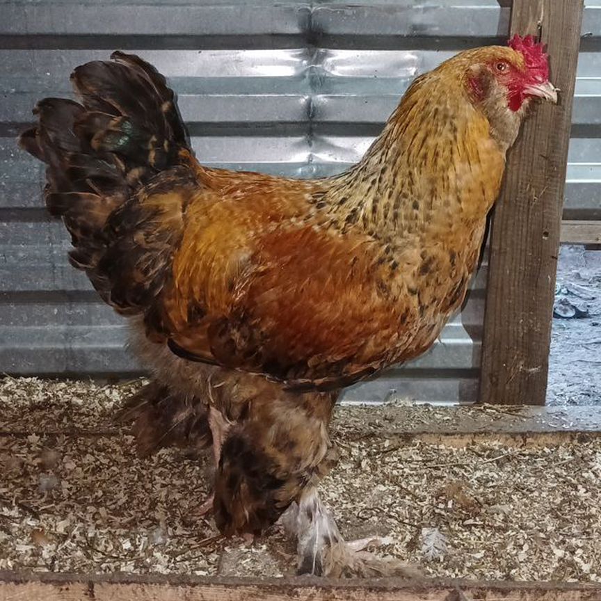 Молодые петухи