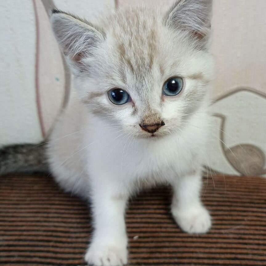 Сиамский котёнок