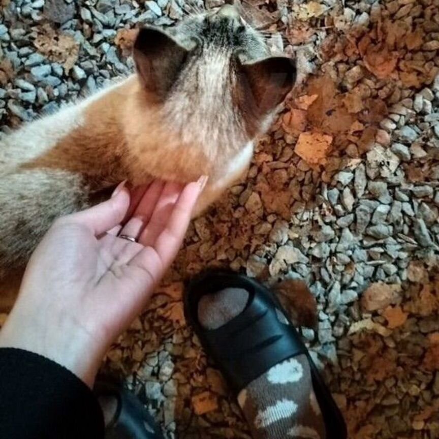 Европейская короткошёрстная кошка, взрослая