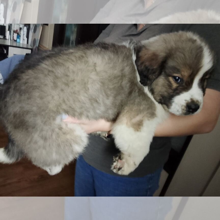 Московская сторожевая, щенок