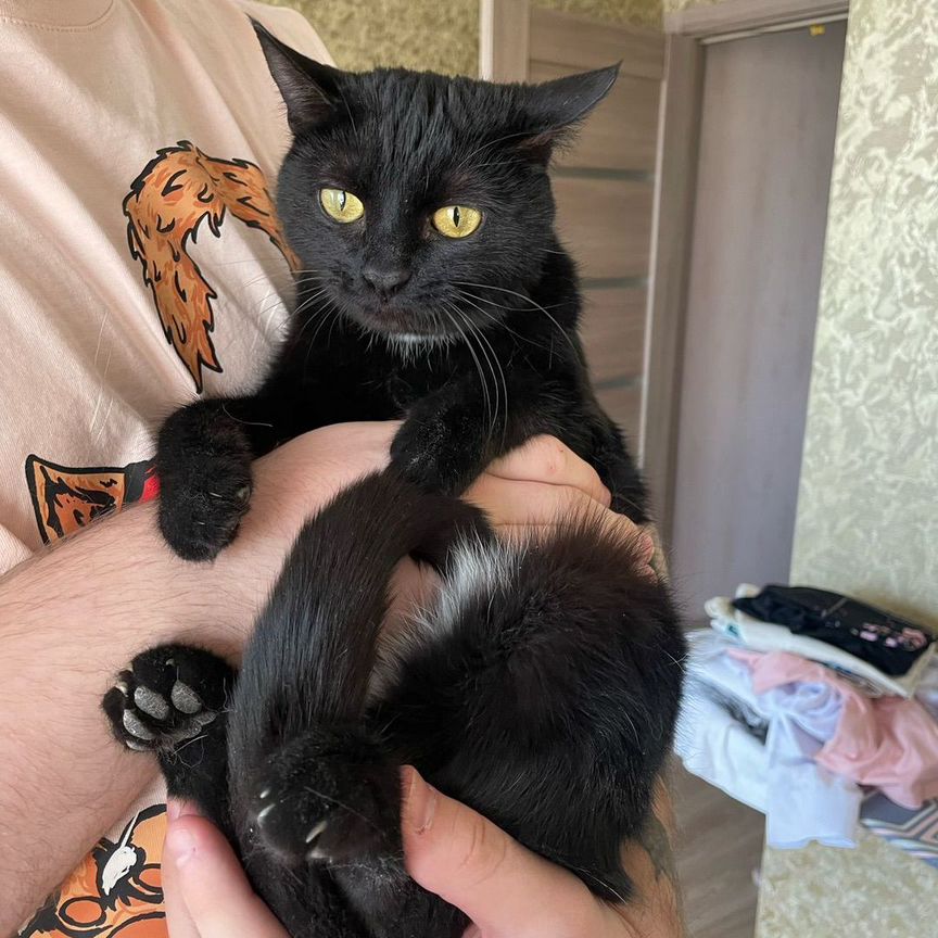Кошка очень ласковая в добрые руки