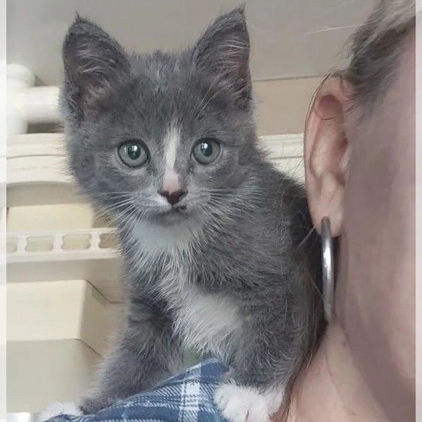 Котёнок в добрые руки