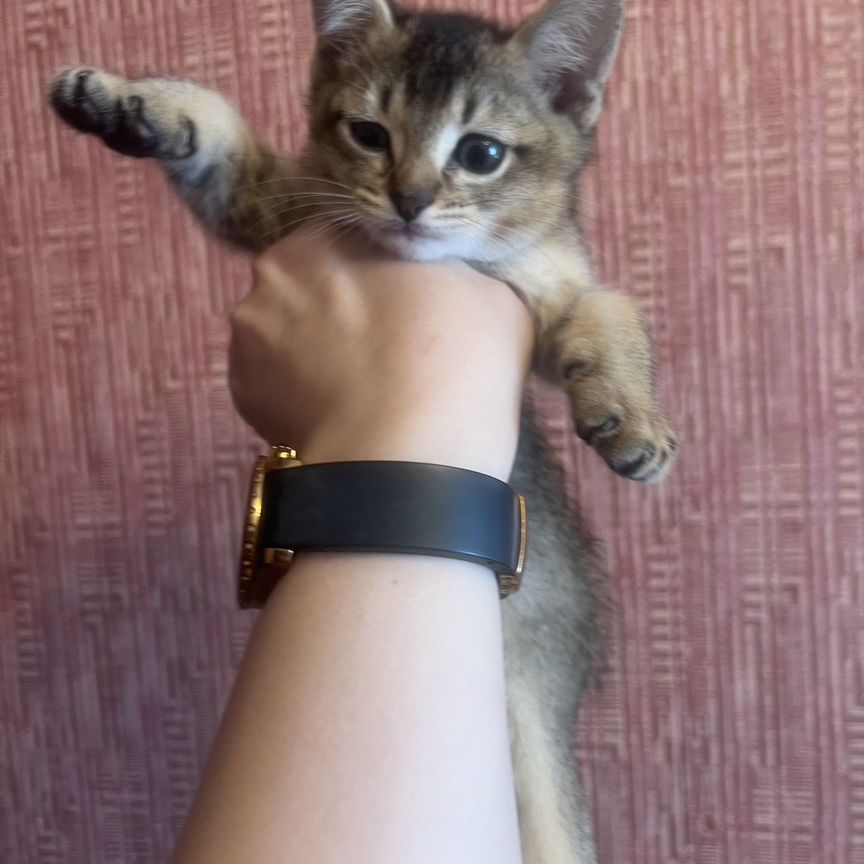 Золотая шиншилла парень