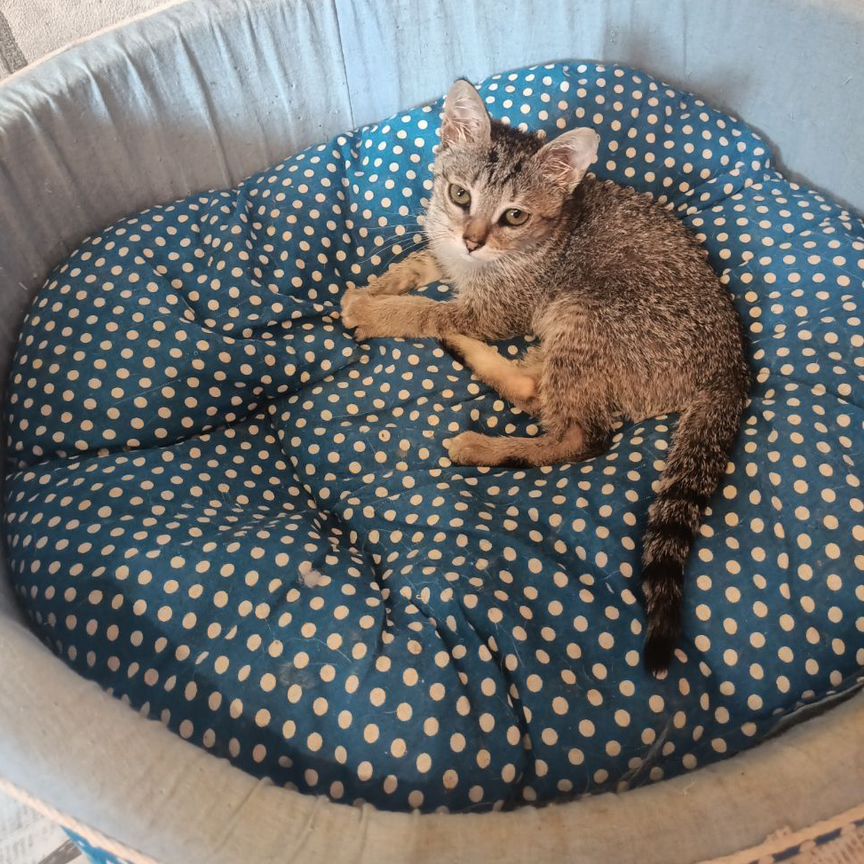 Котенок пестрое чудо