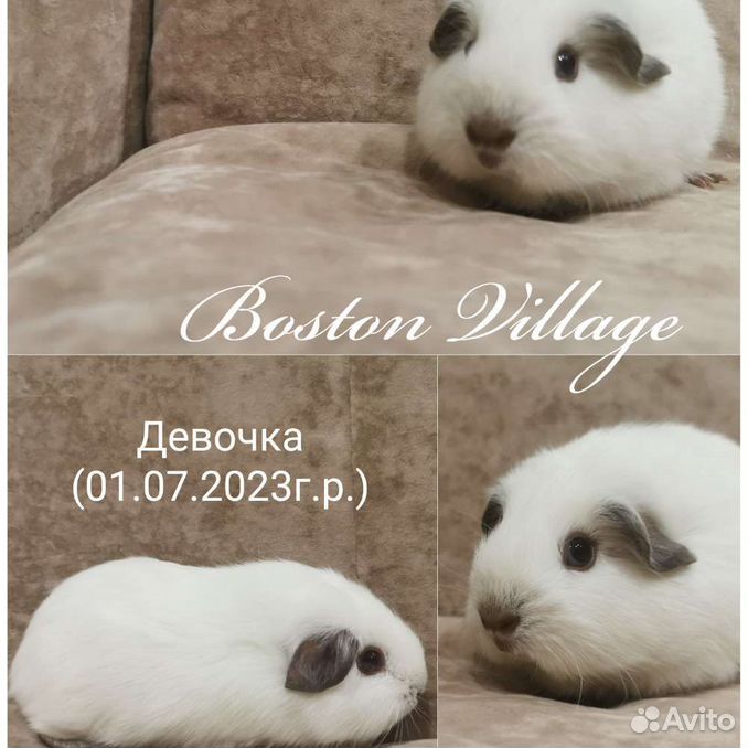 Морская свинка девочка Калифорния с ш/п