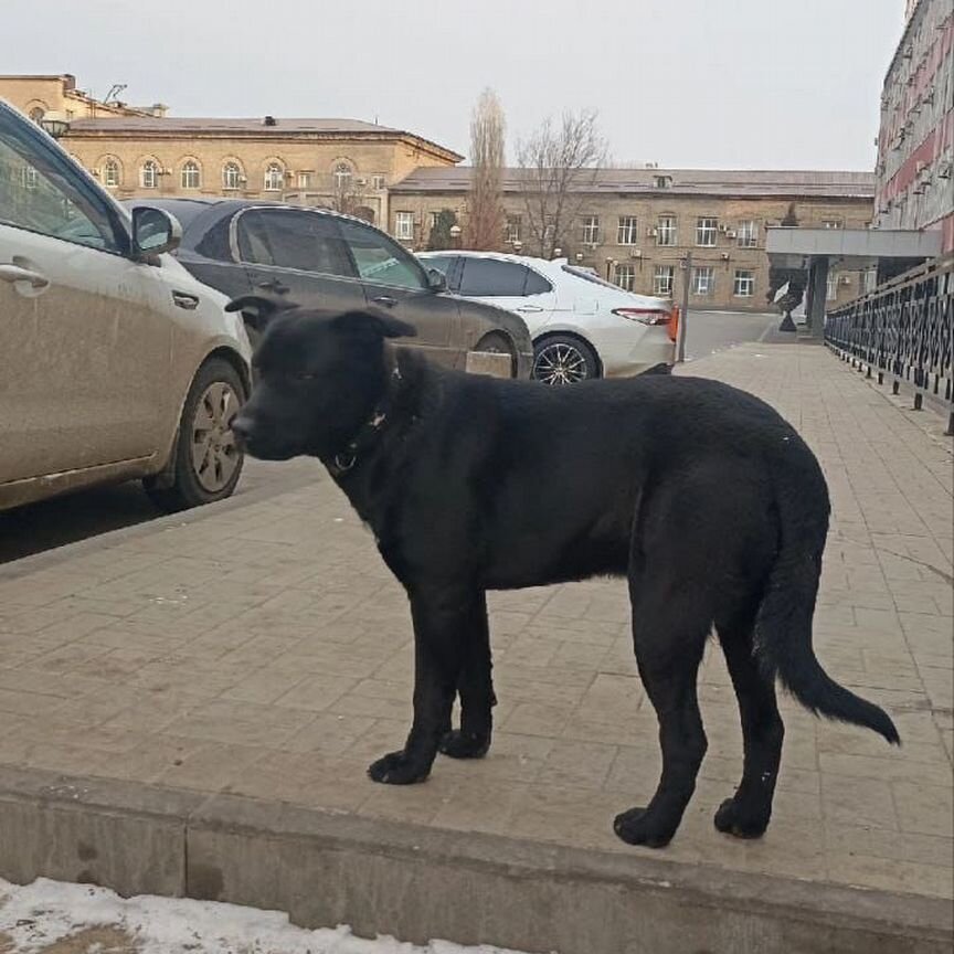 Собаки