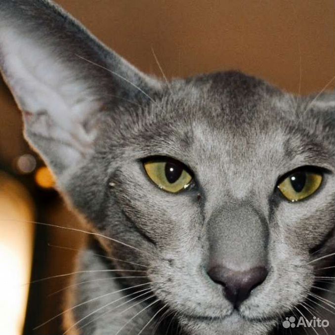 Ориентальные котята орики лиловая