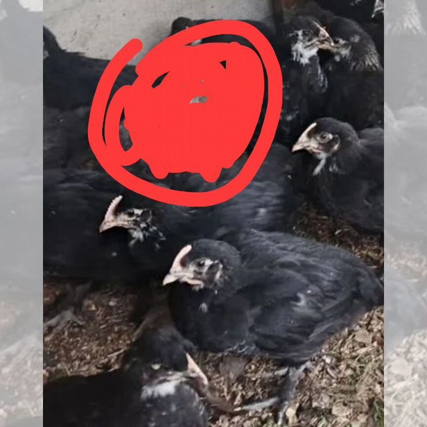 Мараны семья