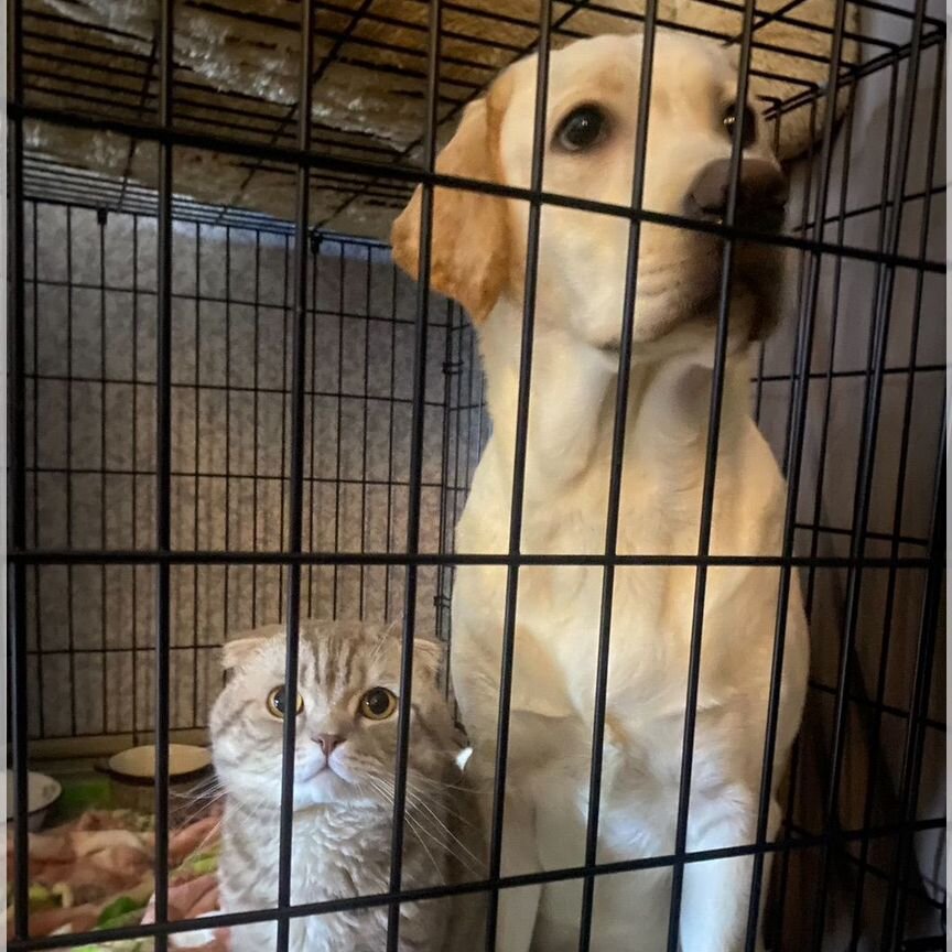 Продам клетку для собак б/у