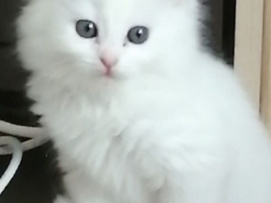 Котенок 1,5 месяца. Турецкая ангора. Мальчик