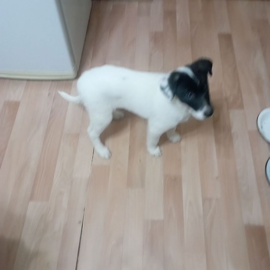 Щенок в добрые руки