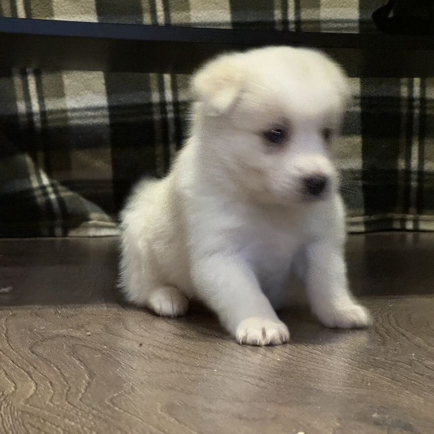 Продам собаку в хорошие руки