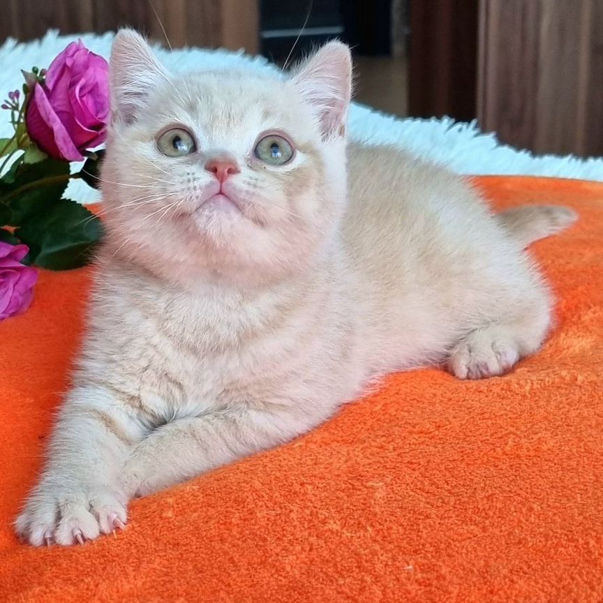 Британский короткошёрстный котёнок