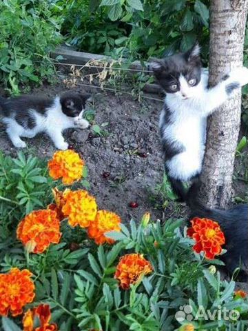 Котята в добрые руки бесплатно