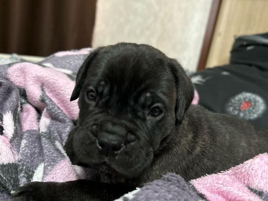 Кане корсо девочка