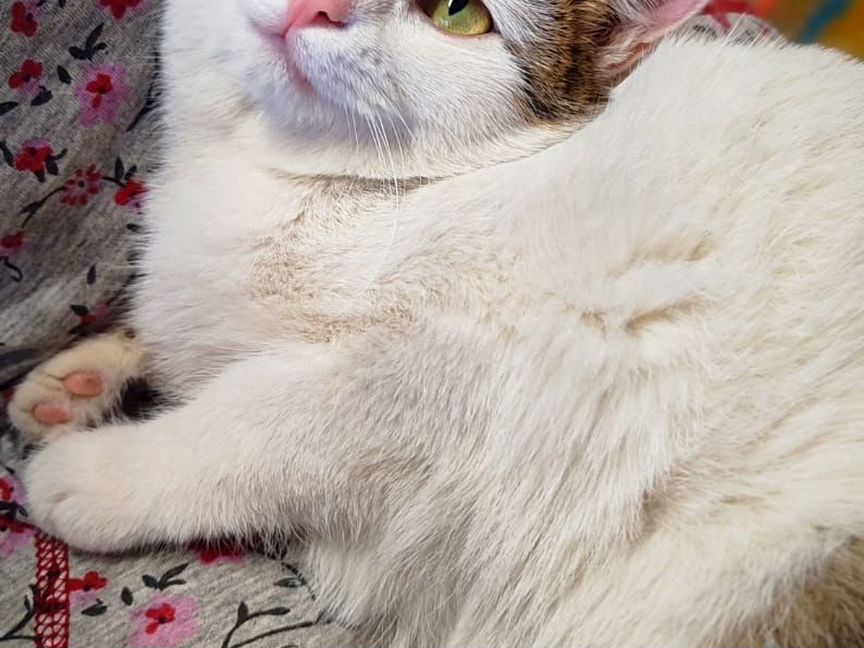 Спасённому котёнку необходим дом