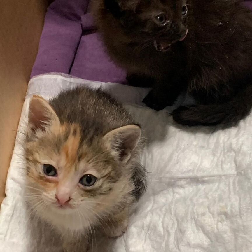 Котята в добрые руки бесплатно