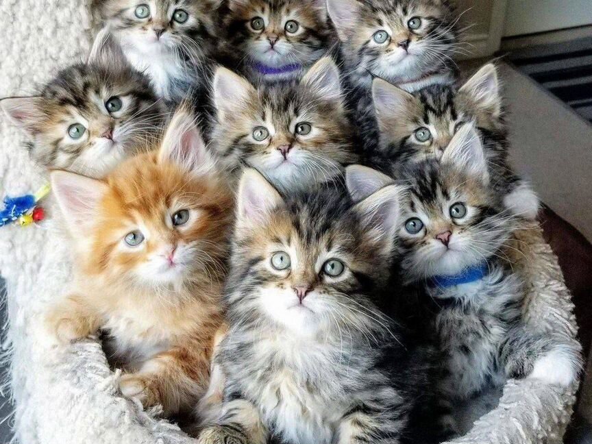 Сибирские котята
