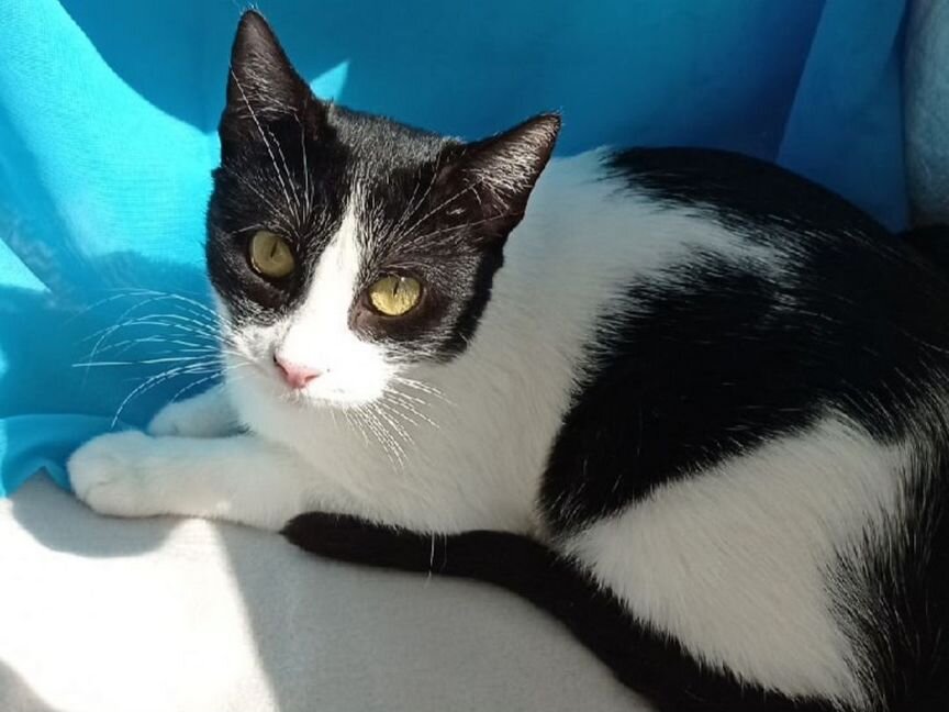 Кошка Мальва