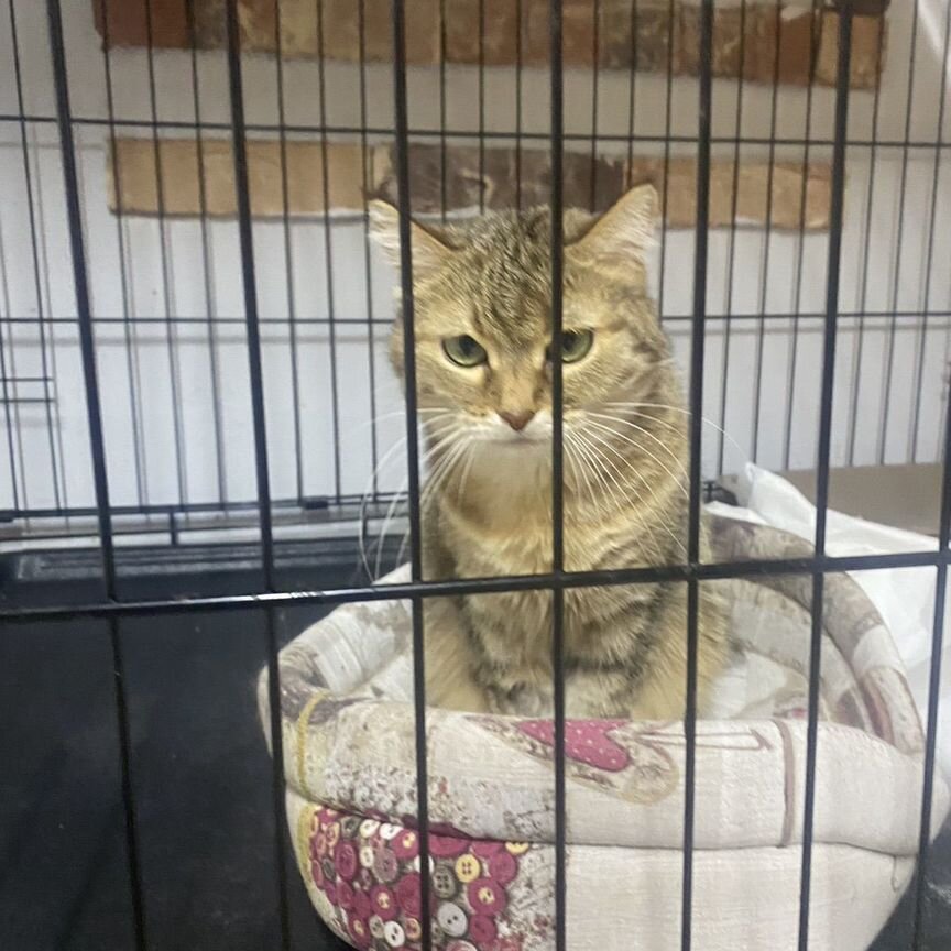 Кошка Сима в добрые руки