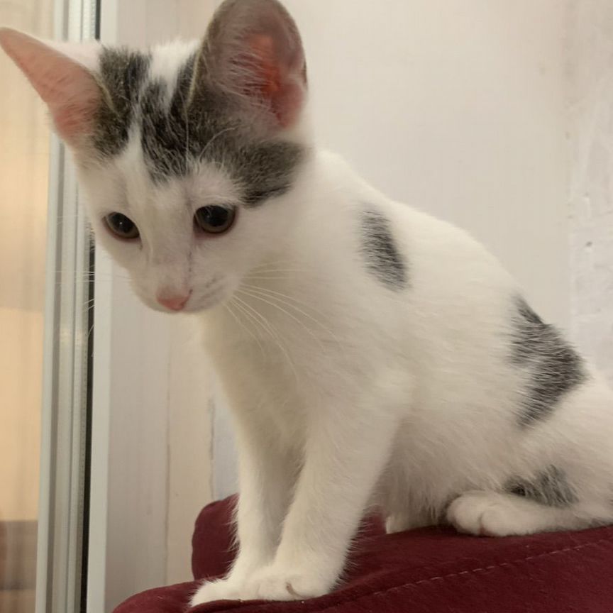 Котята