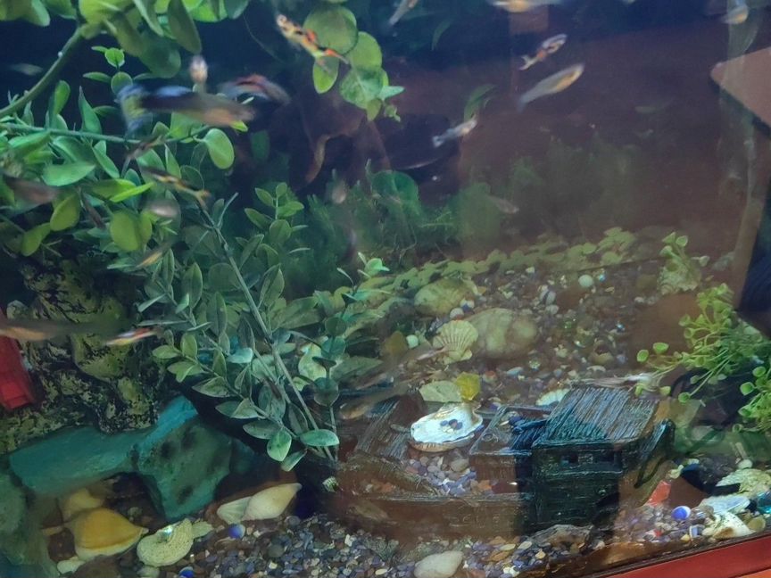 Аквариумные рыбки гуппи микс