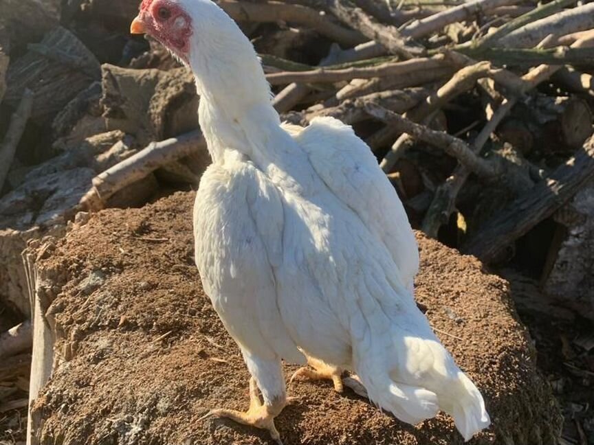 Ко шамо яйцо