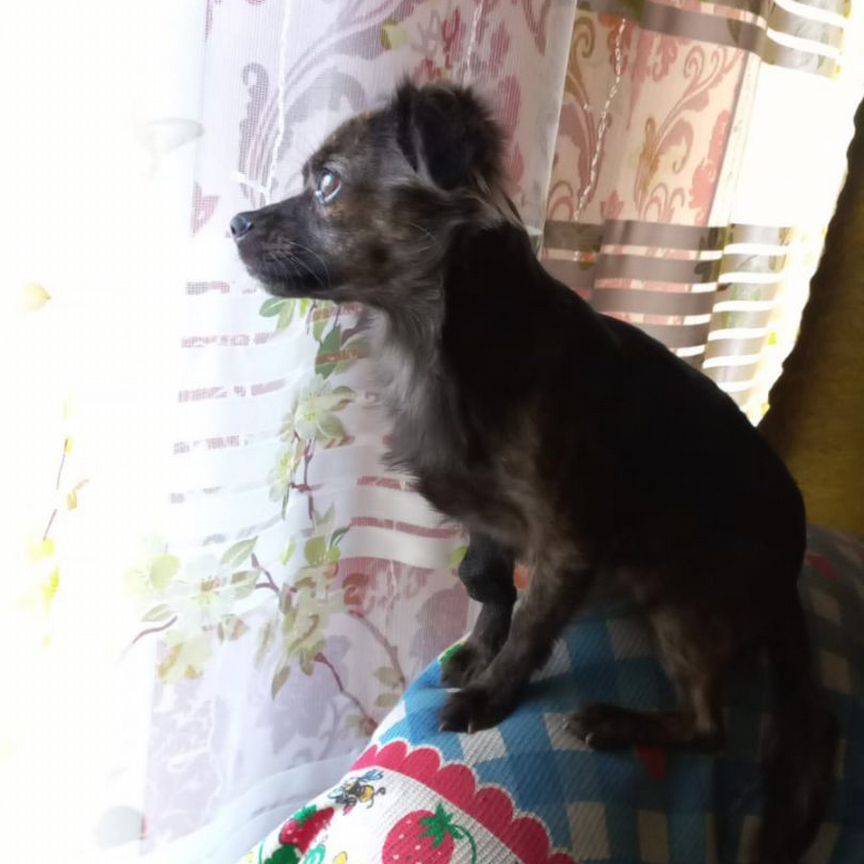 Собака девочка для вязки