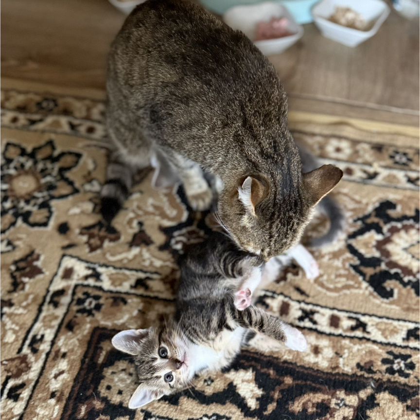 Котёнок в добрые руки