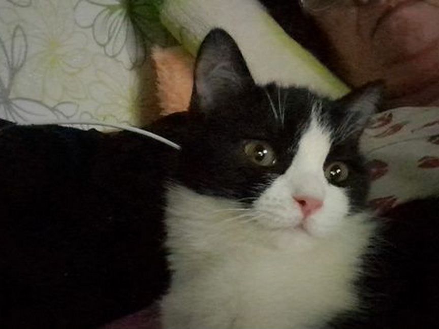 Кошка стерилизованная