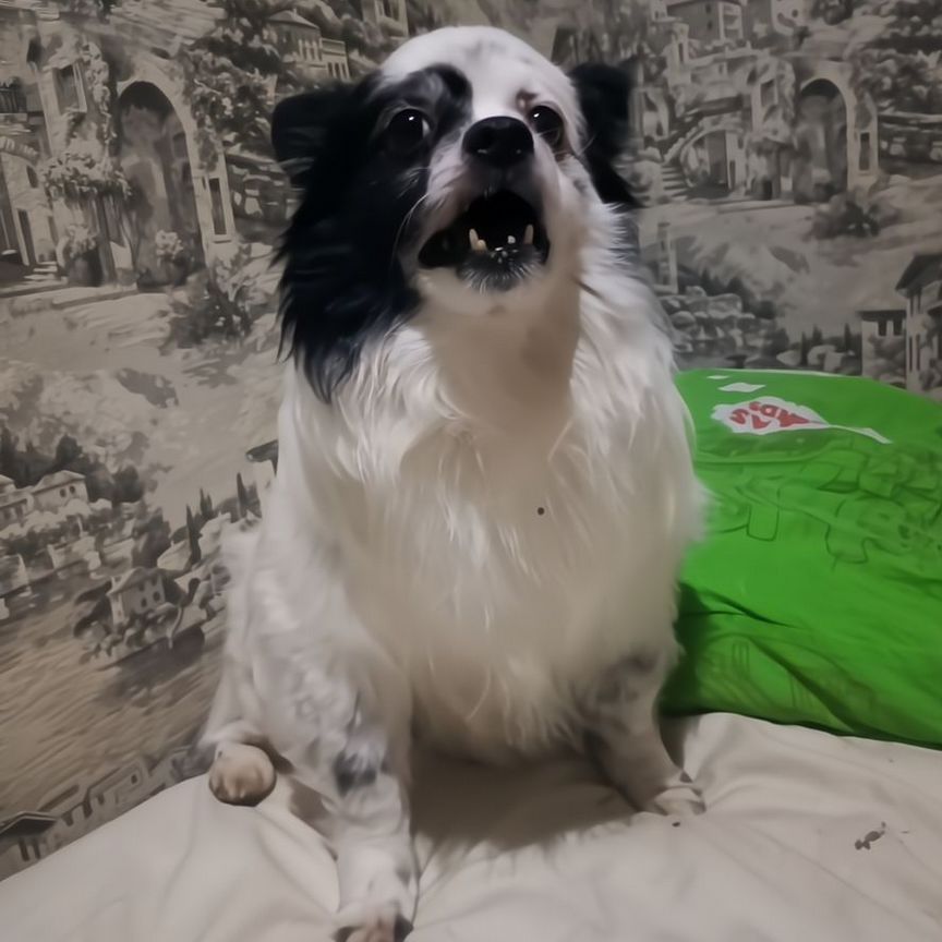 Немецкий шпиц, взрослый пёс