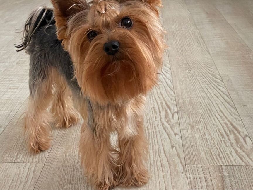 Йоркширский терьер вязка мальчик