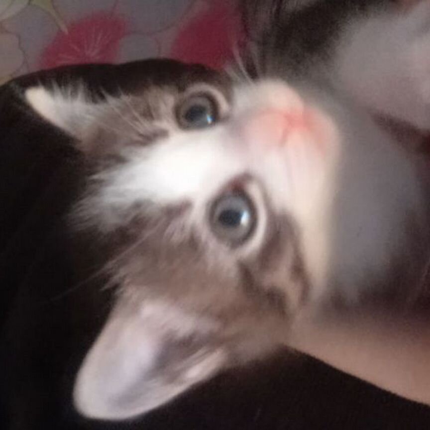 Котята ищут дом