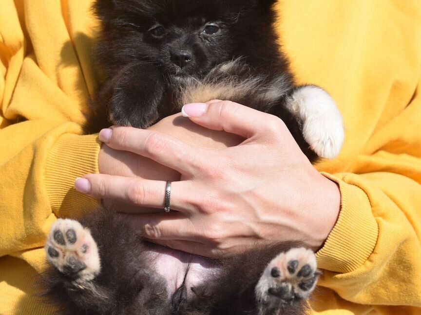 Шпиц померанский черная девочка