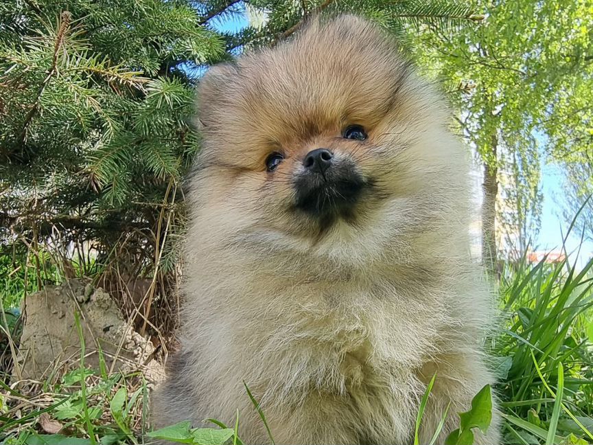 Померанский шпиц
