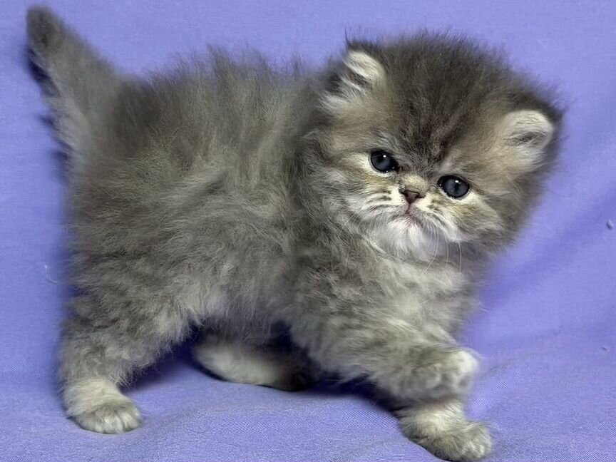 Персидский котенок, девочка
