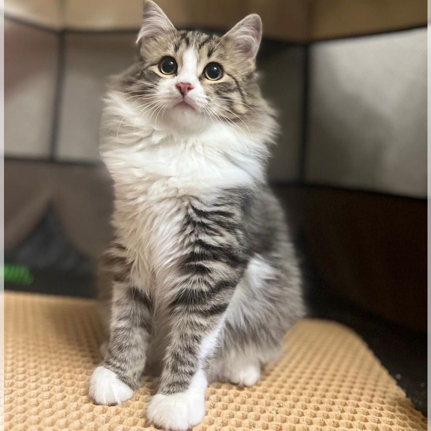 Котик в добрые руки