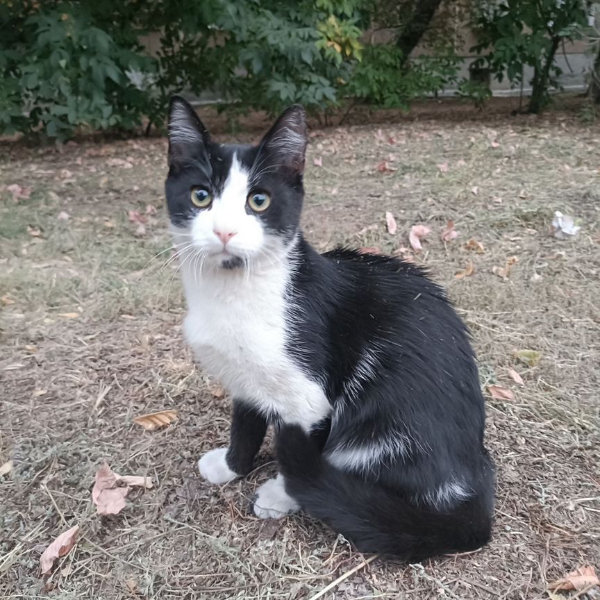 Кошечка котёнок