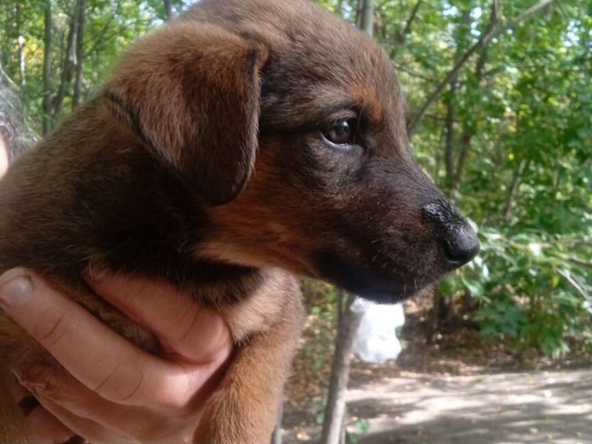 Щенок ласковая девочка от крупных родителей
